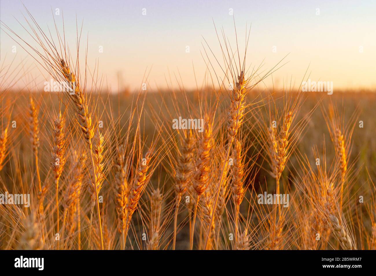 Wheatfield of gold color in sunset.Golden sunset over wheat field Stock ...