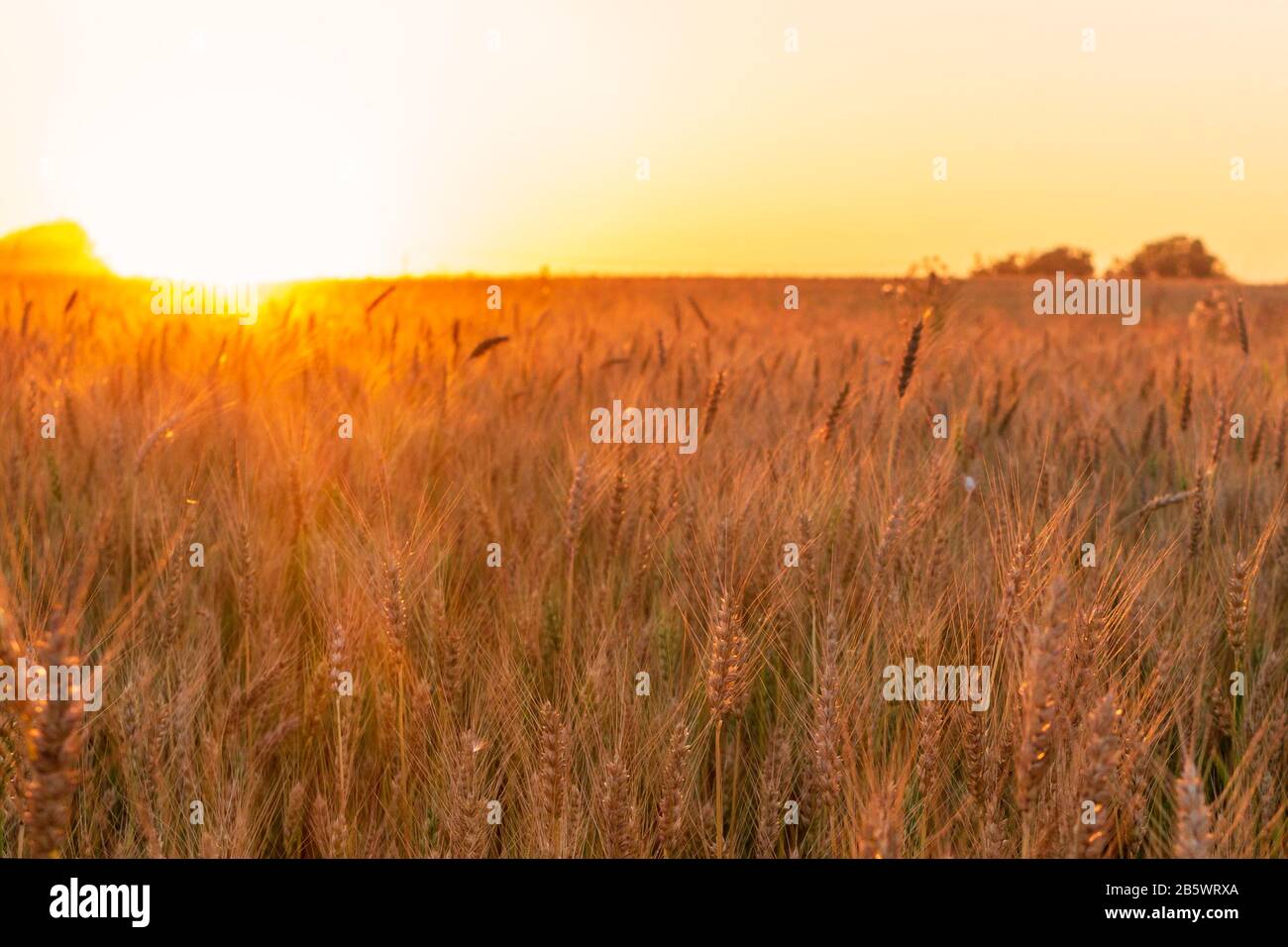 Wheatfield of gold color in sunset.Golden sunset over wheat field Stock ...