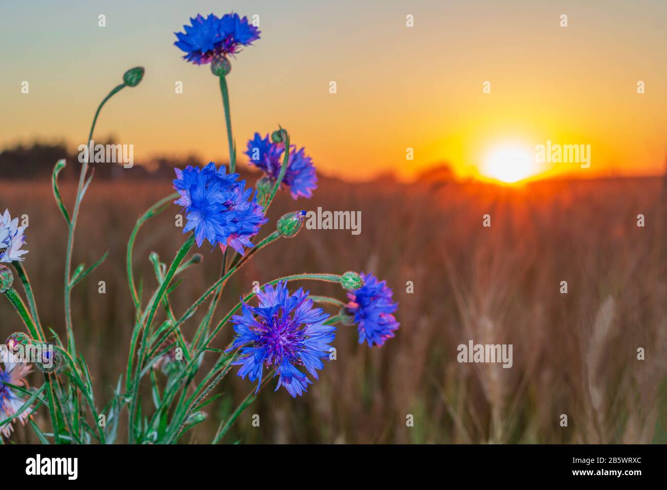 Field Of Flowers Sunset