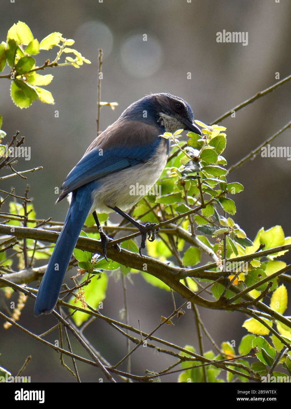 Jay bird oak hi-res stock photography and images - Alamy