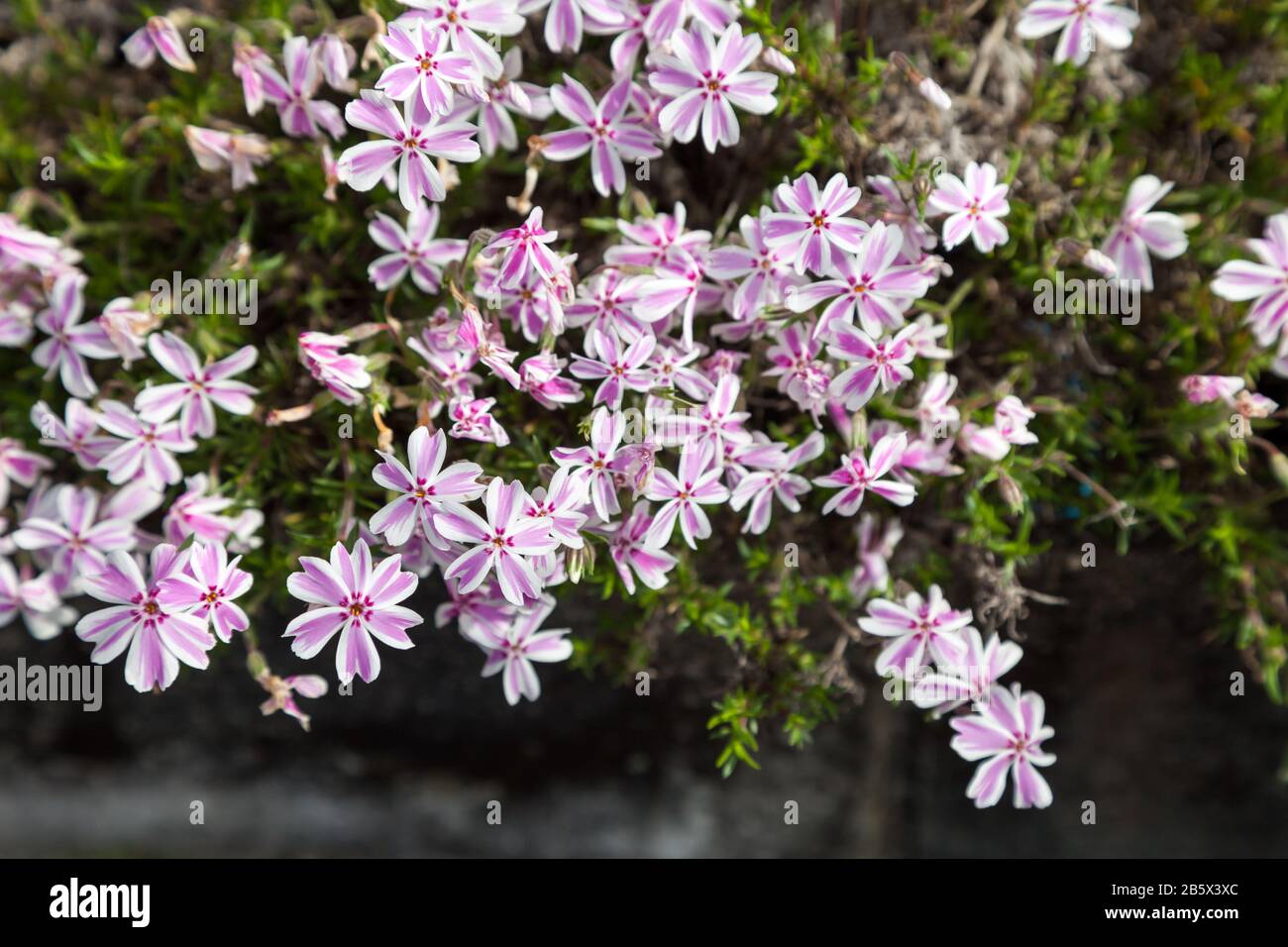 colorful pink moss phlox as background., Pink Moss Flower Stock Photo ...