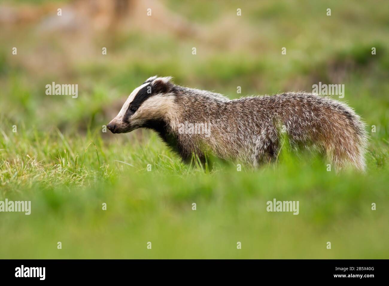Furry european badger looking down on a green meadow in summer Stock ...