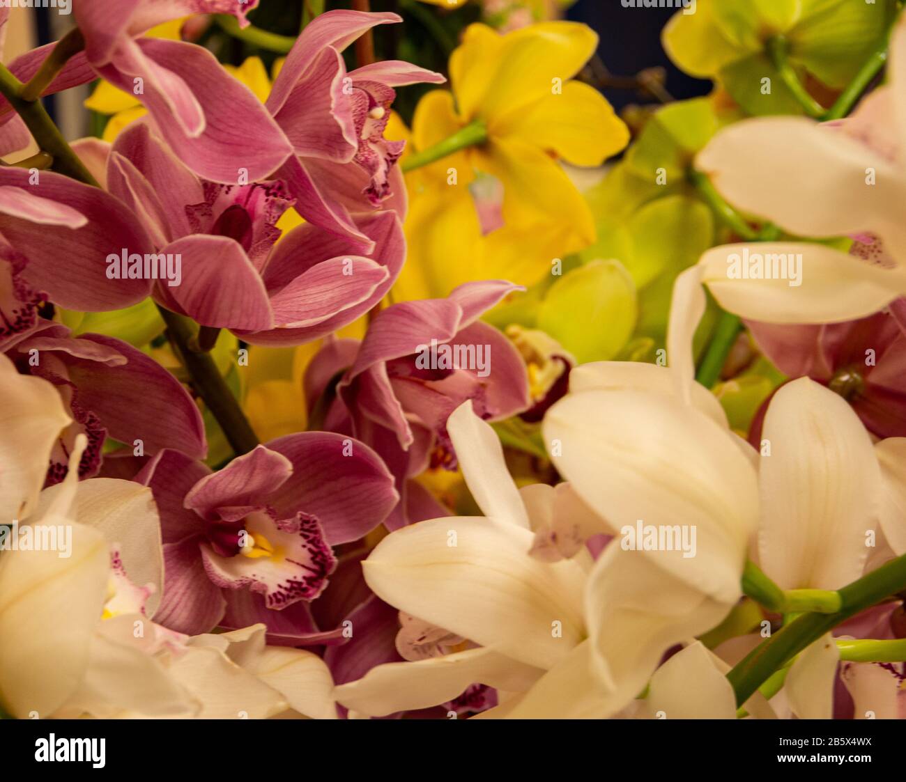 Purple cymbidium hi-res stock photography and images - Alamy