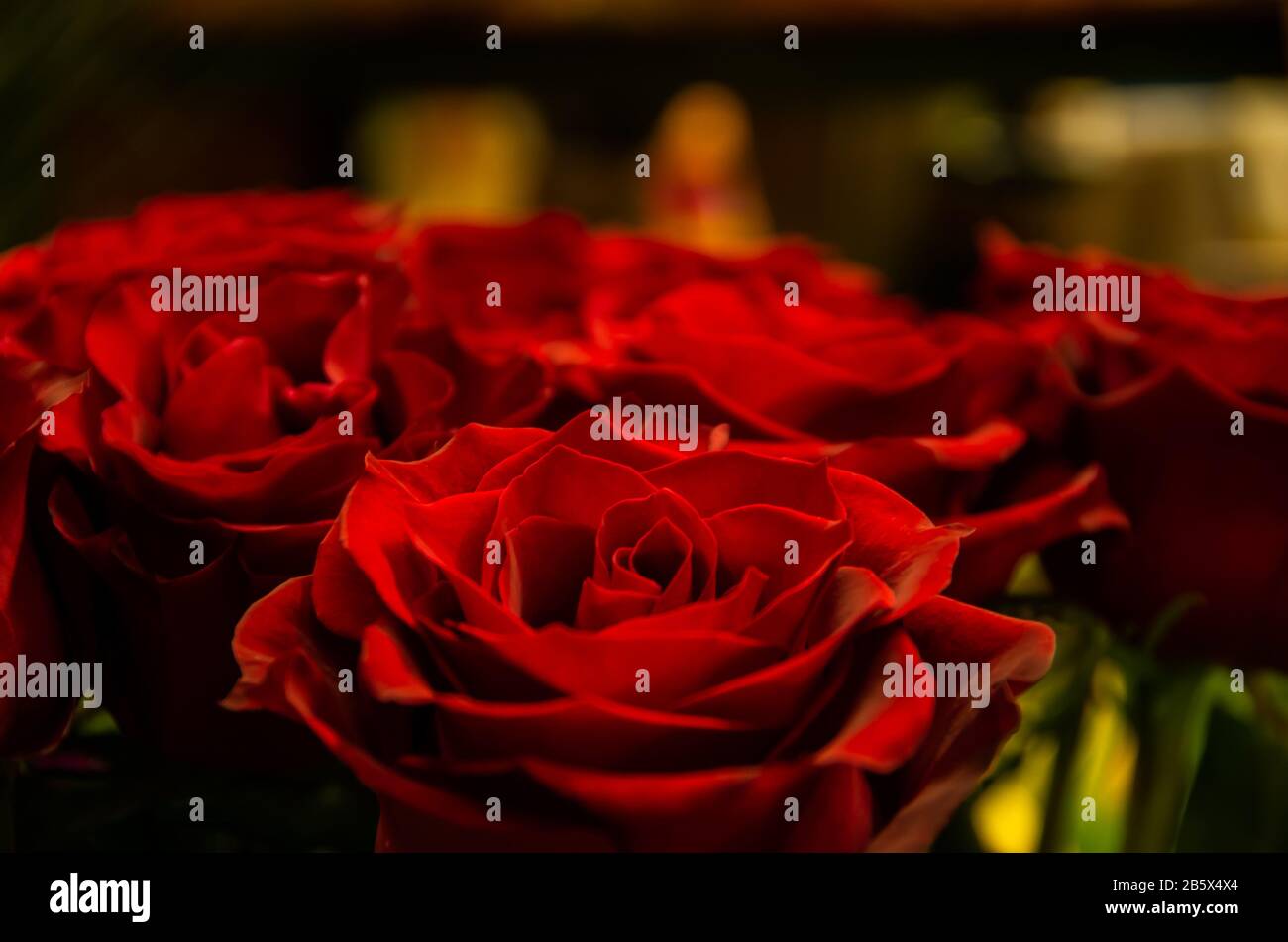 Red roses, a beautiful gift for a woman, suprise Stock Photo - Alamy