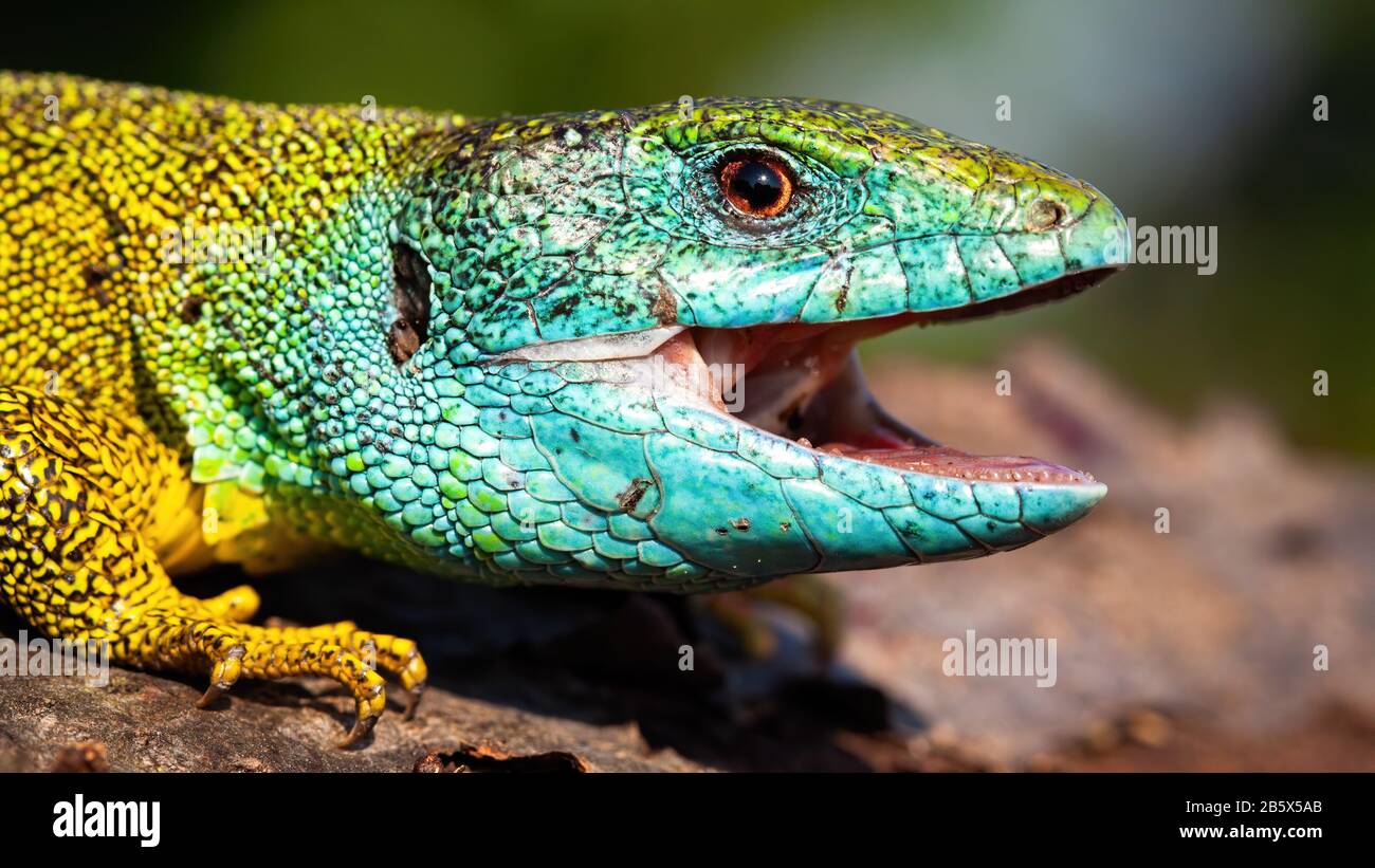 Green lizard with a happy look opening mouth on a close-up shot Stock ...
