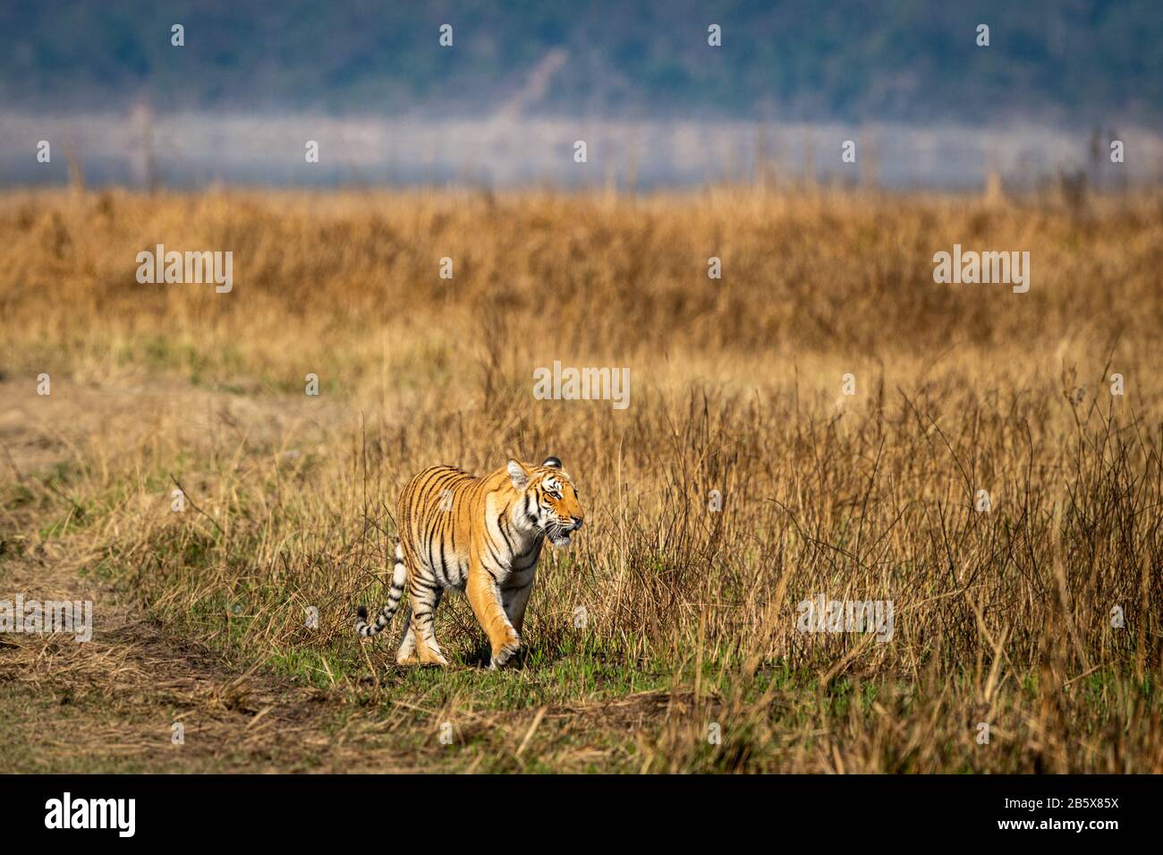 Wild tiger on prowl Tigress walking in beautiful landscape of grassland ...