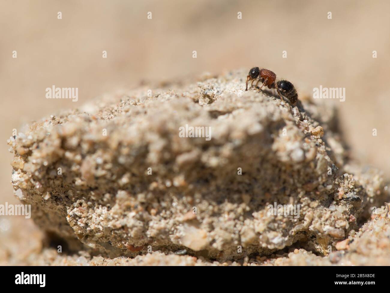 Velvet ant hi-res stock photography and images - Alamy