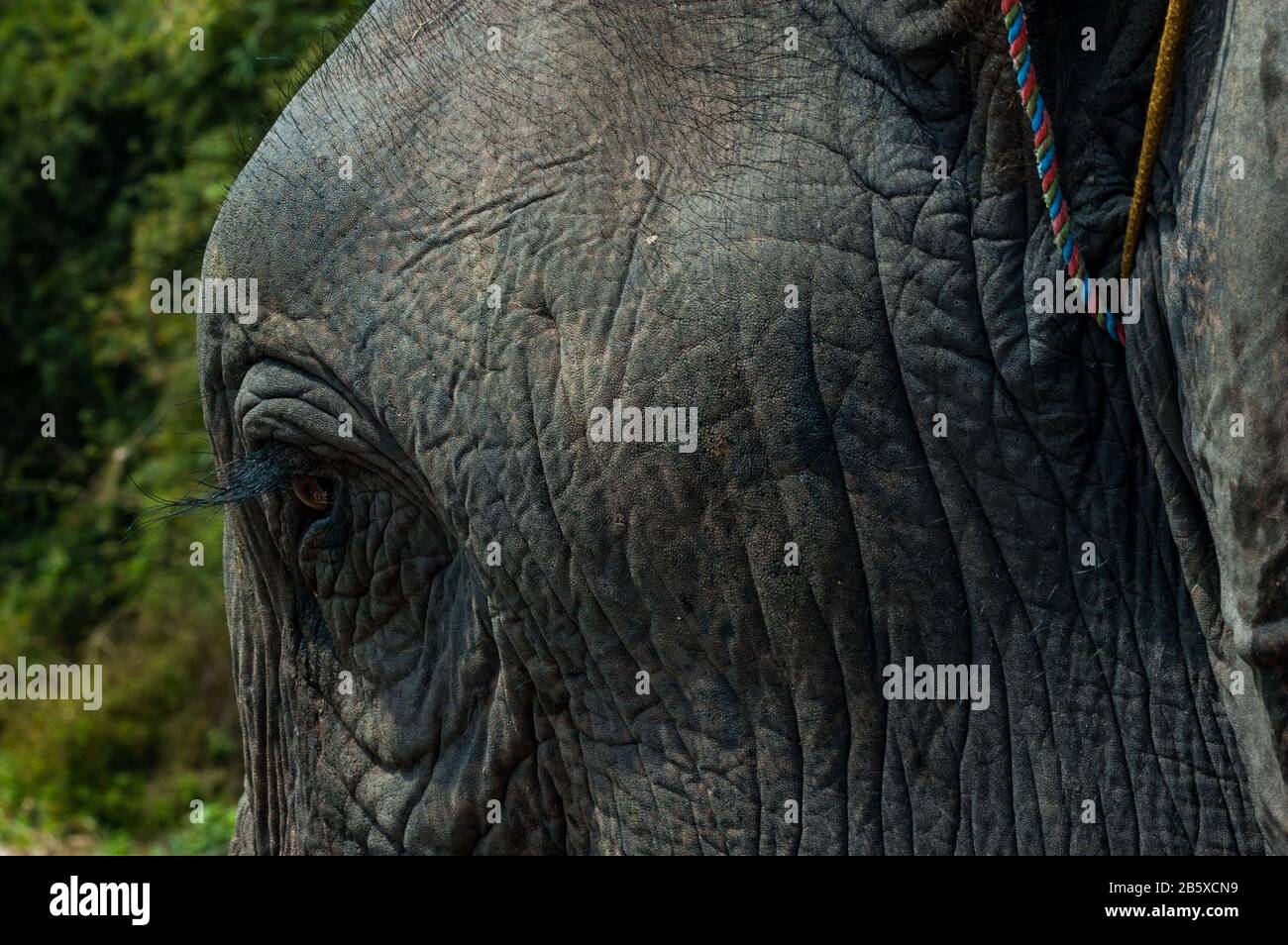 A close up of an Asian elephant's face. At the Lao Elephant Festival in ...