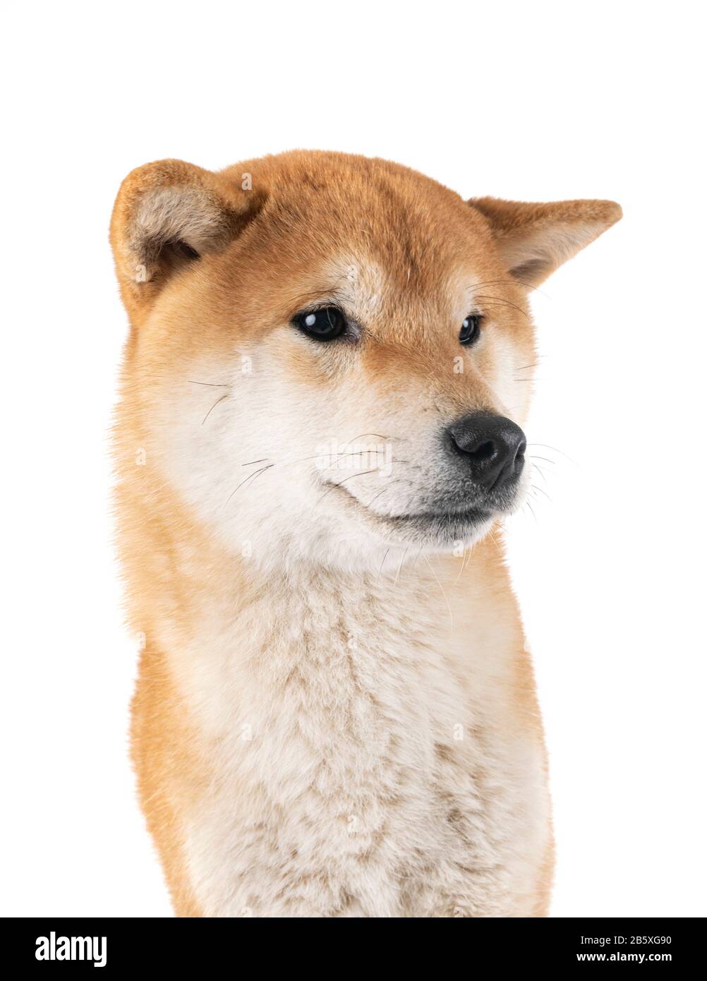 shiba inu in front of white background Stock Photo - Alamy