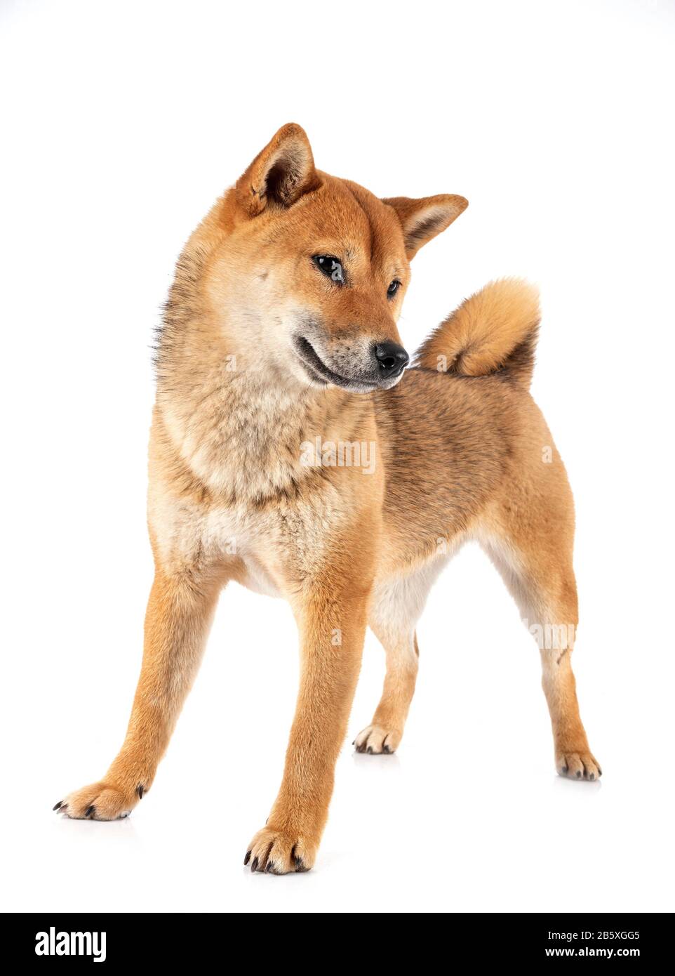 shiba inu in front of white background Stock Photo - Alamy