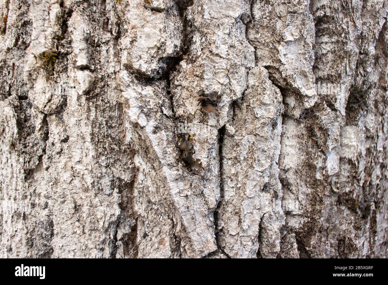 Western cottonwood tree hi-res stock photography and images - Alamy