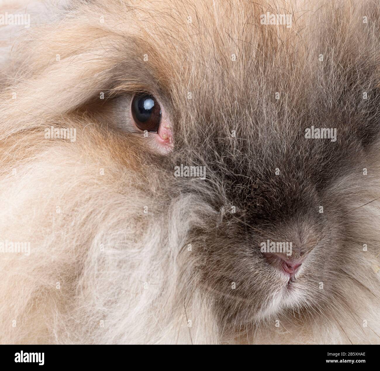 English Angora in front of white background Stock Photo - Alamy
