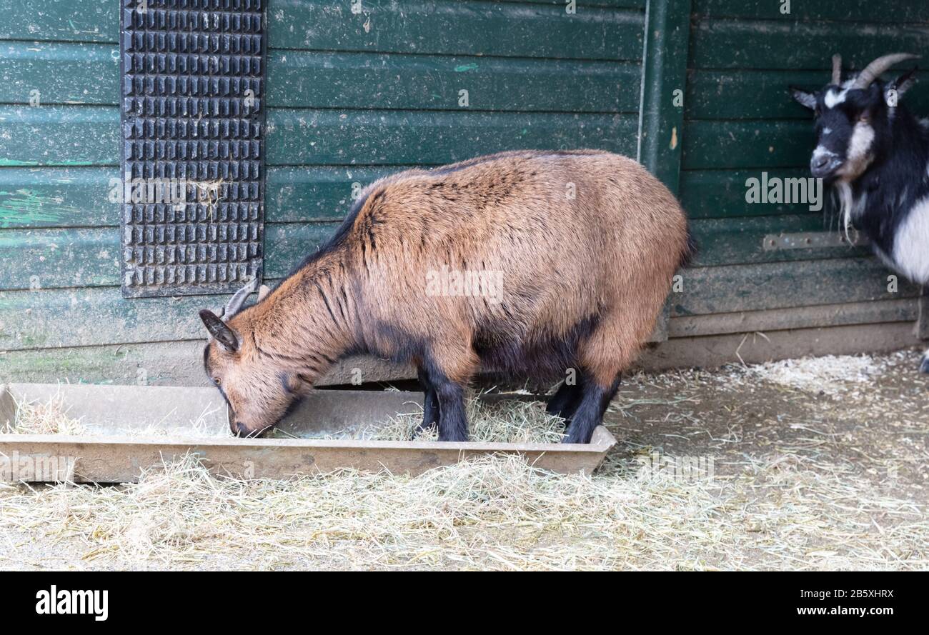 Old goat eating hay, small farm, selective focus Stock Photo - Alamy
