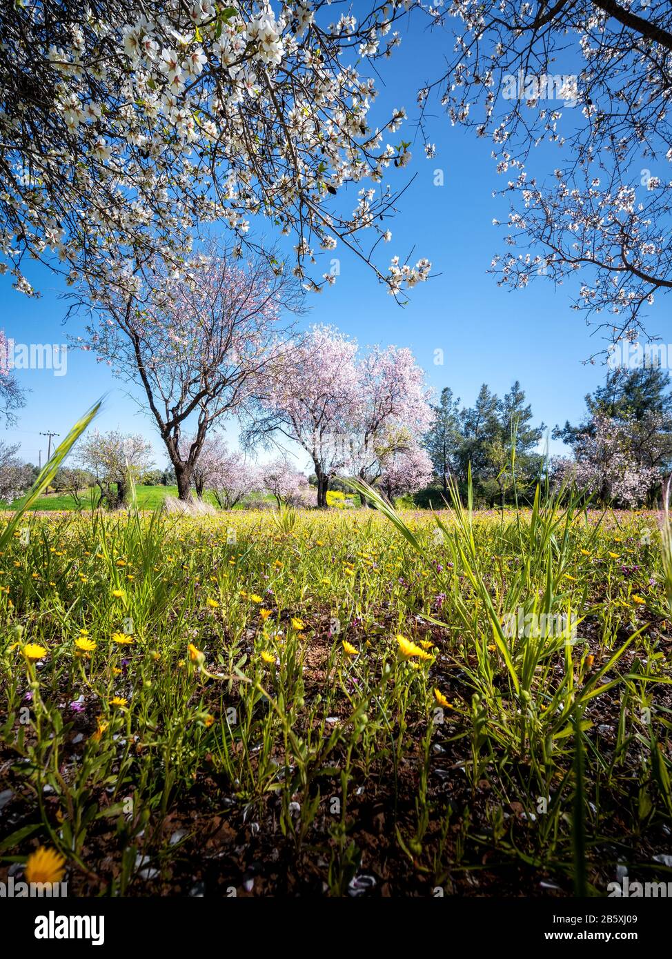 Flora trees cyprus hi-res stock photography and images - Alamy