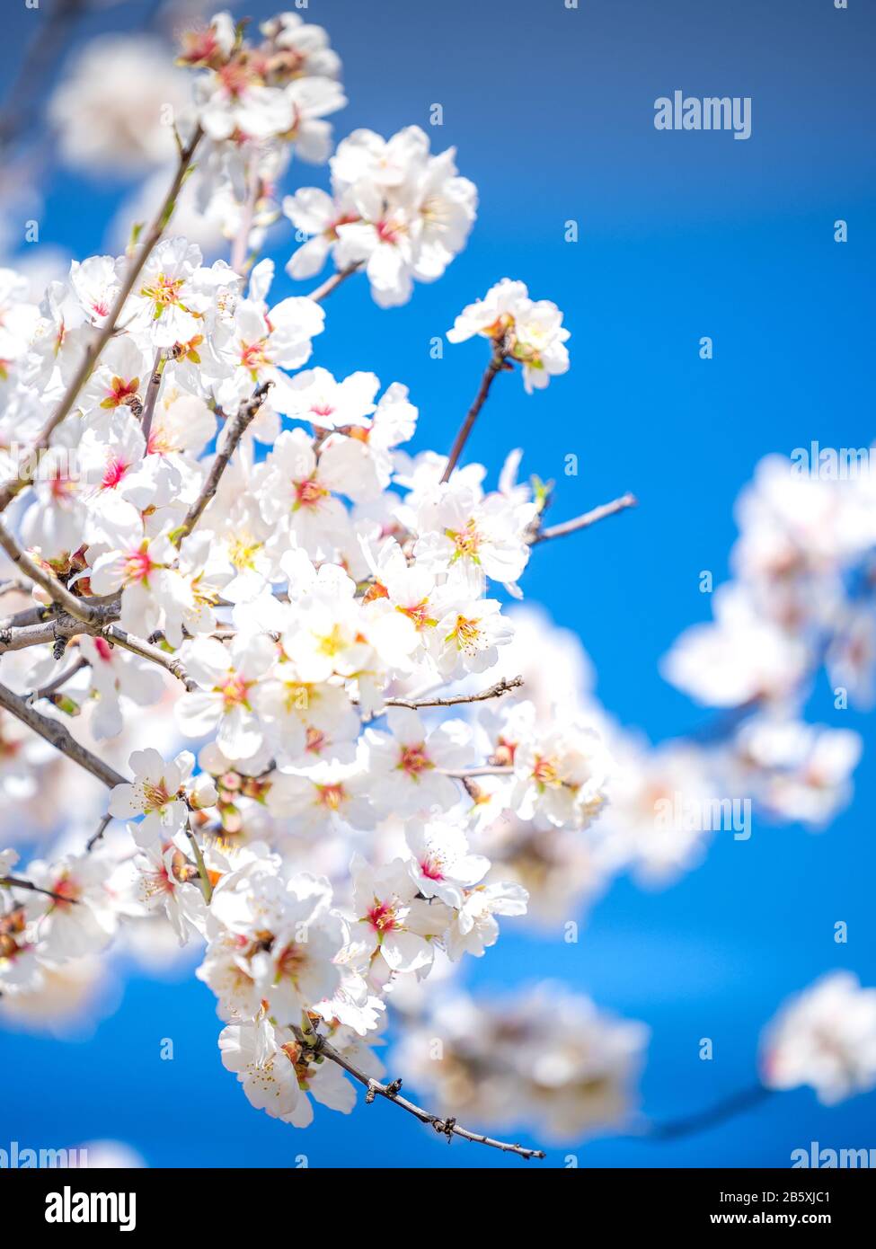 Cyprus flora hi-res stock photography and images - Alamy
