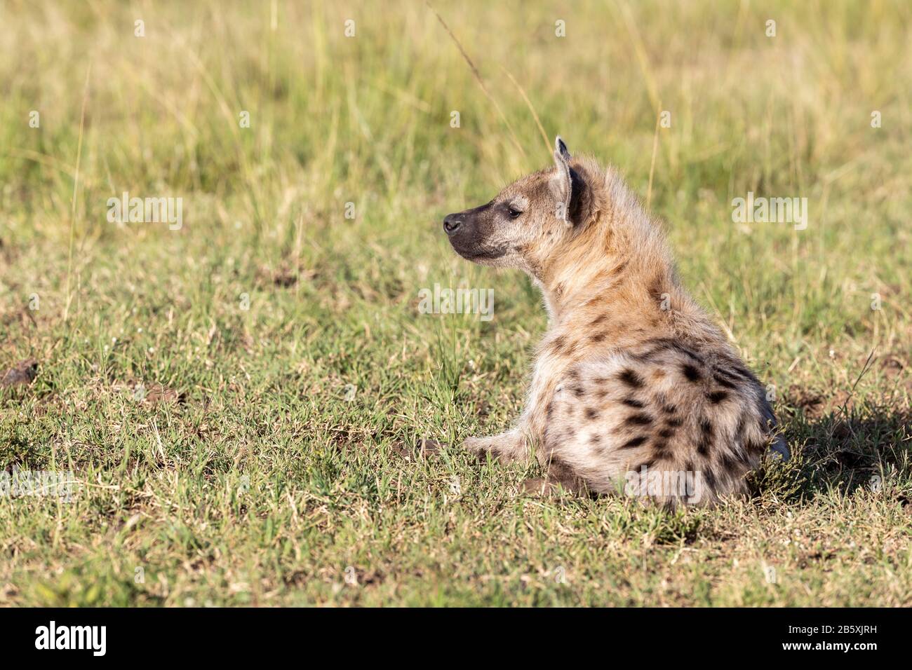 Hyena side profile hi-res stock photography and images - Alamy