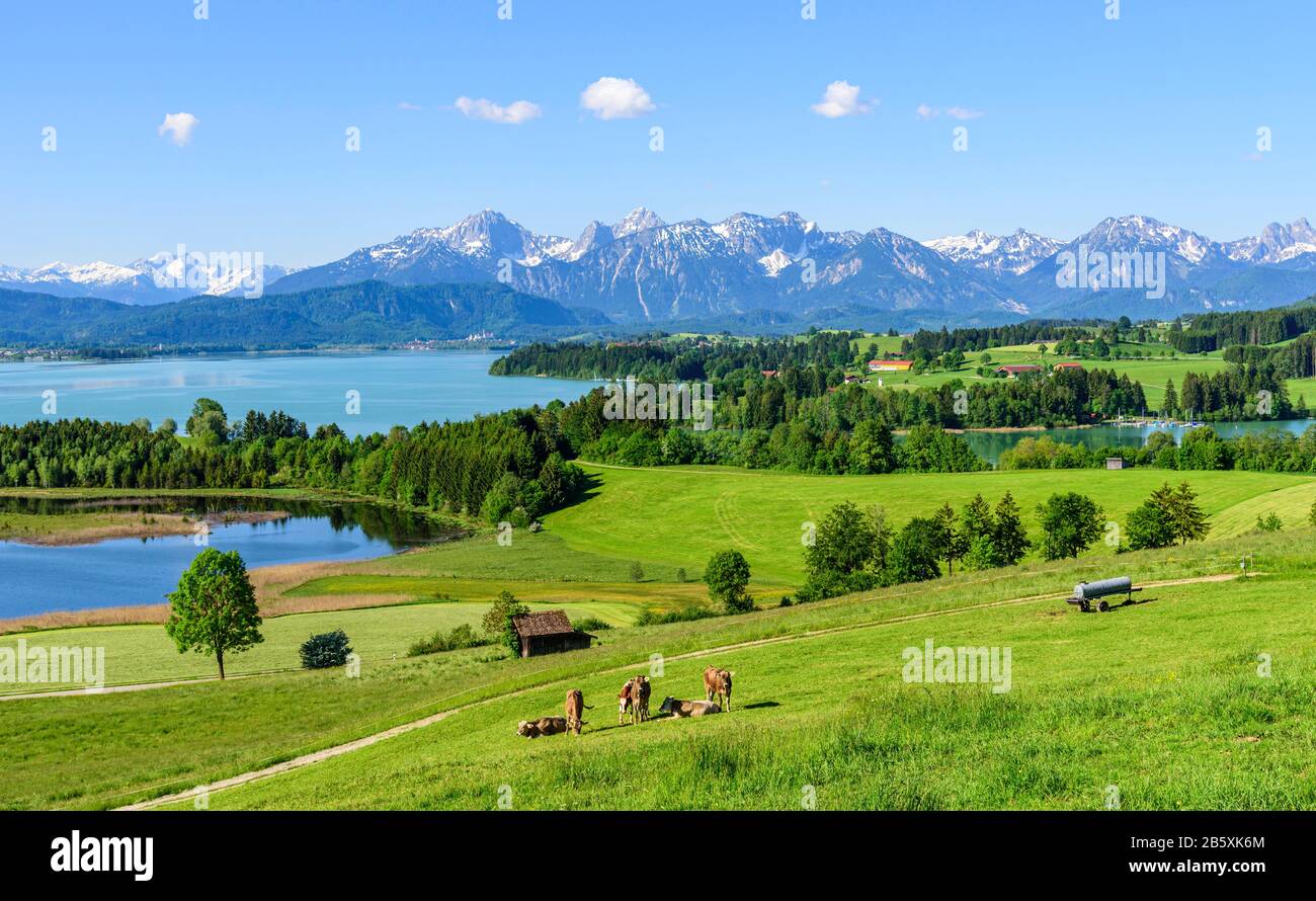 Idyllic view to Forggensee and the alpine border around Füssen in ...