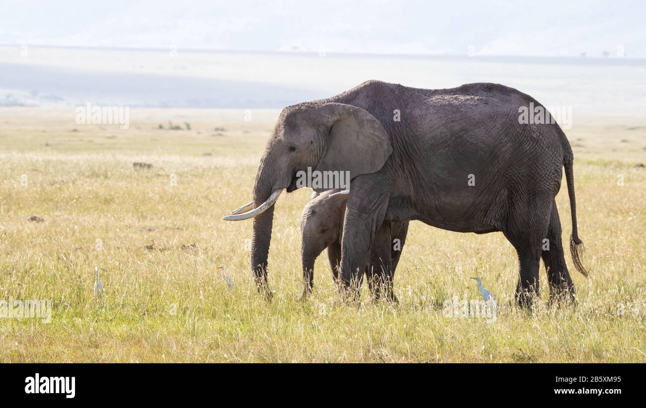 Mother and baby African elephants, Loxodonta Africana, in the ...
