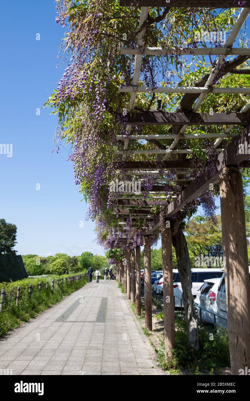 Wisteria trellis hi-res stock photography and images - Alamy