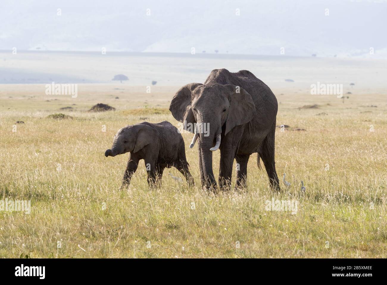 Mother and baby African elephants, Loxodonta Africana, in the ...