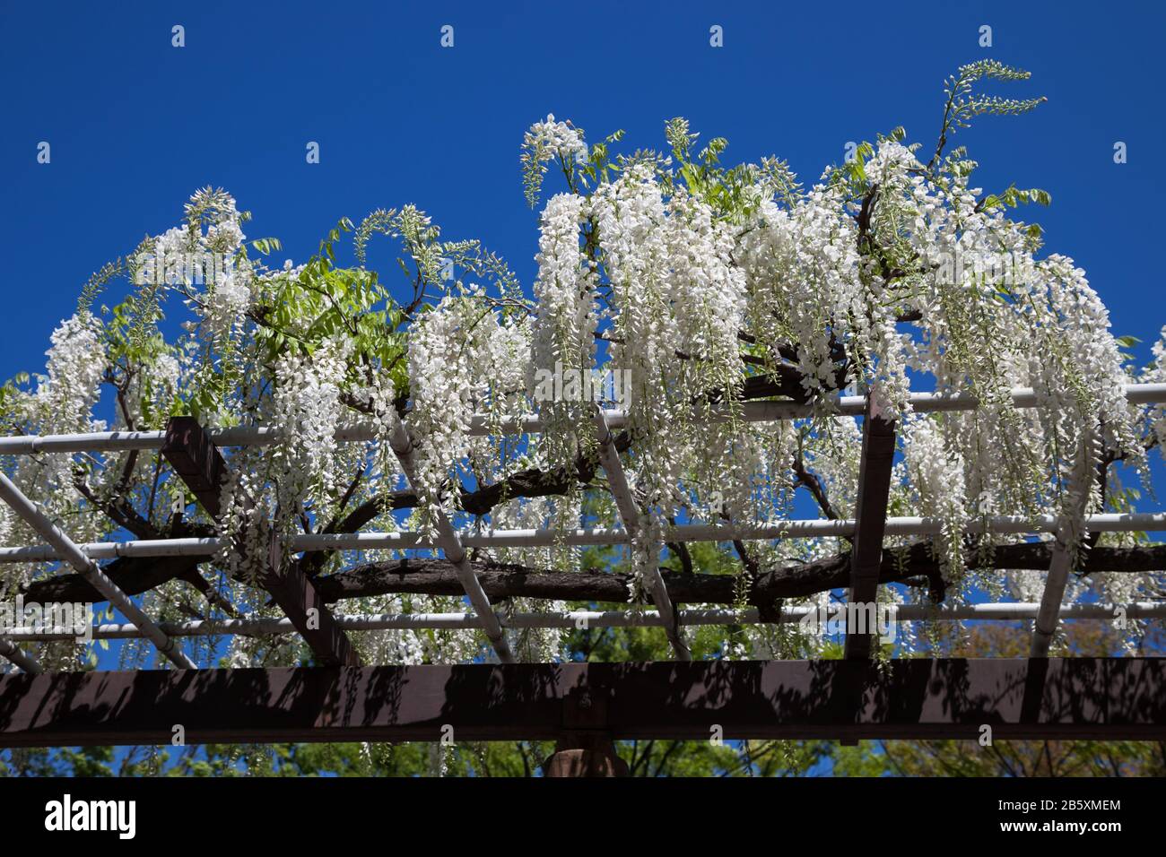 Wisteria trellis hi-res stock photography and images - Alamy