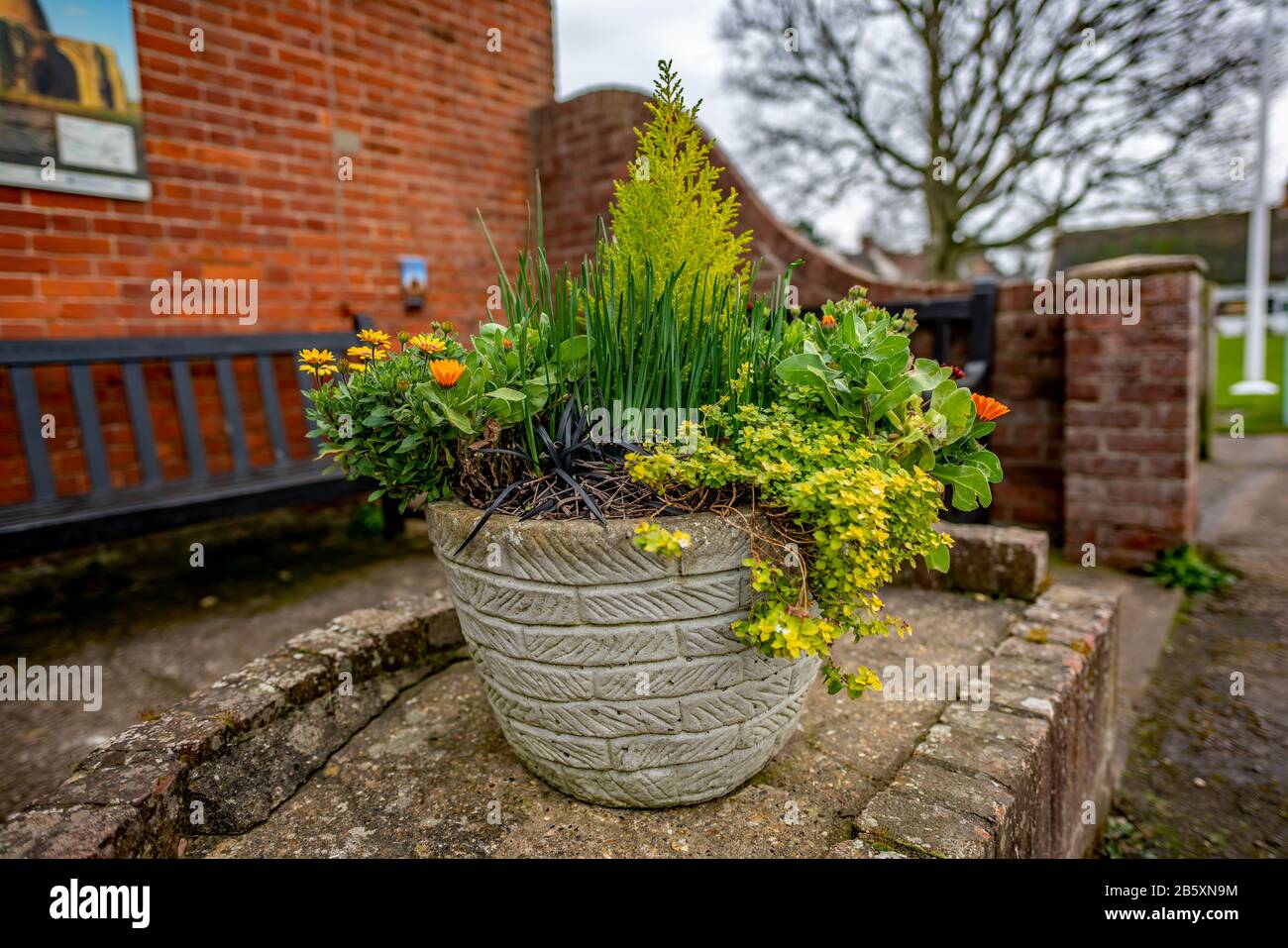 8 Horning, Norfolk, UK – March 07 2020. Outdoor ornate plant pot filled ...