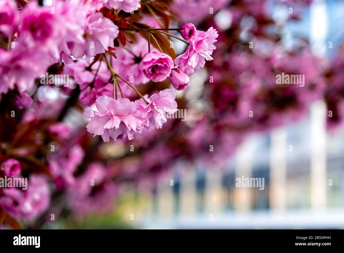 Pink flowering shrubs in a spring garden with bokeh - image Stock Photo ...