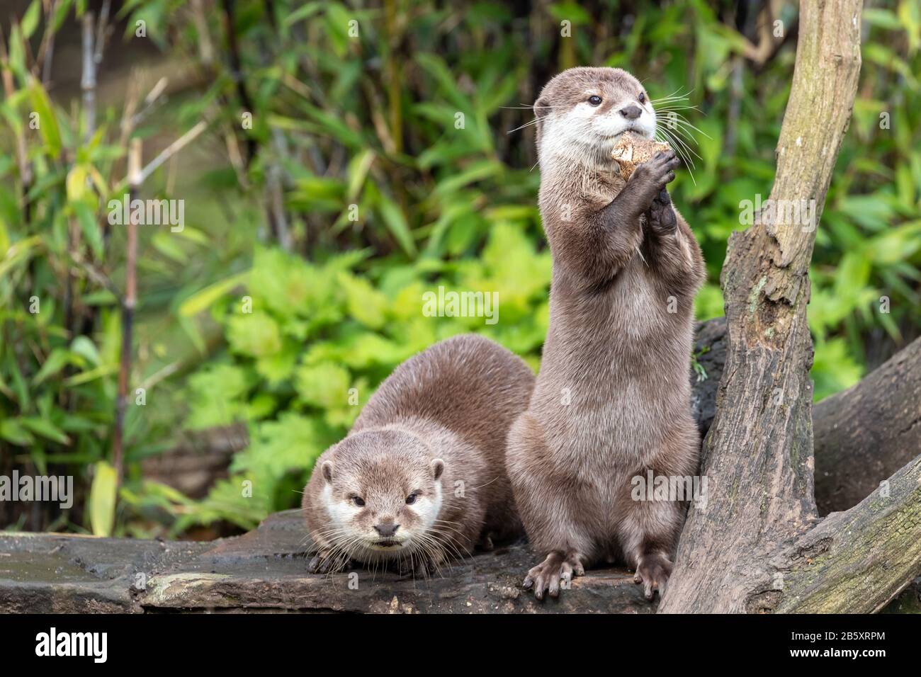 Asian short clawed otter amblonyx cinereus otter hi-res stock ...