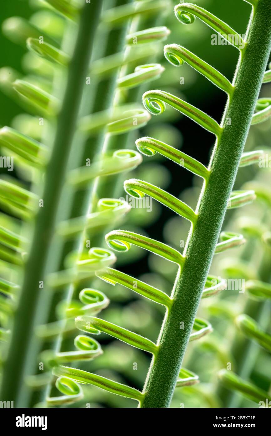 Cycad frond hi-res stock photography and images - Alamy