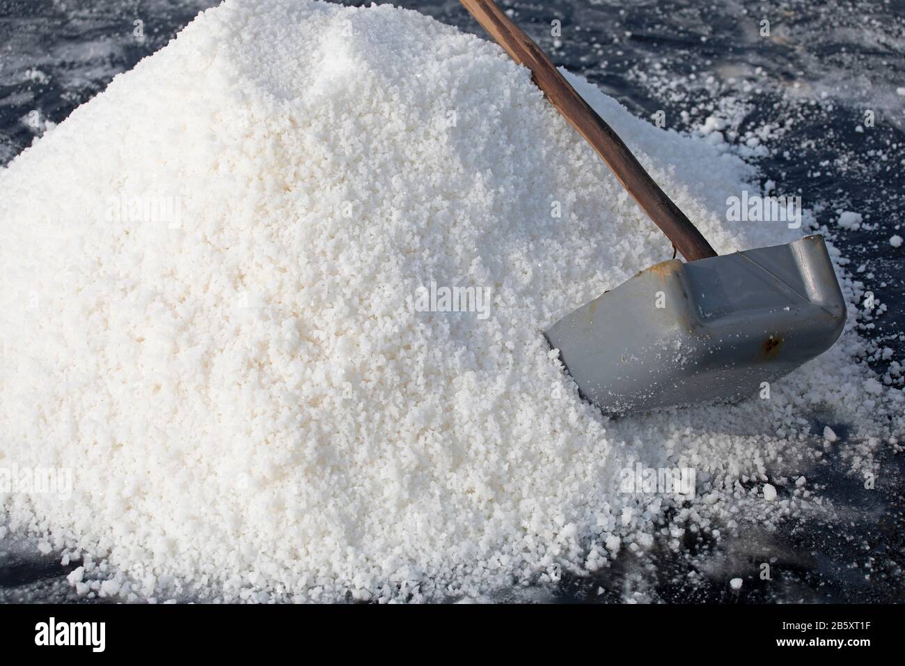 Piles of Salt waiting to be taken to a storage hut during Salt harvest ...