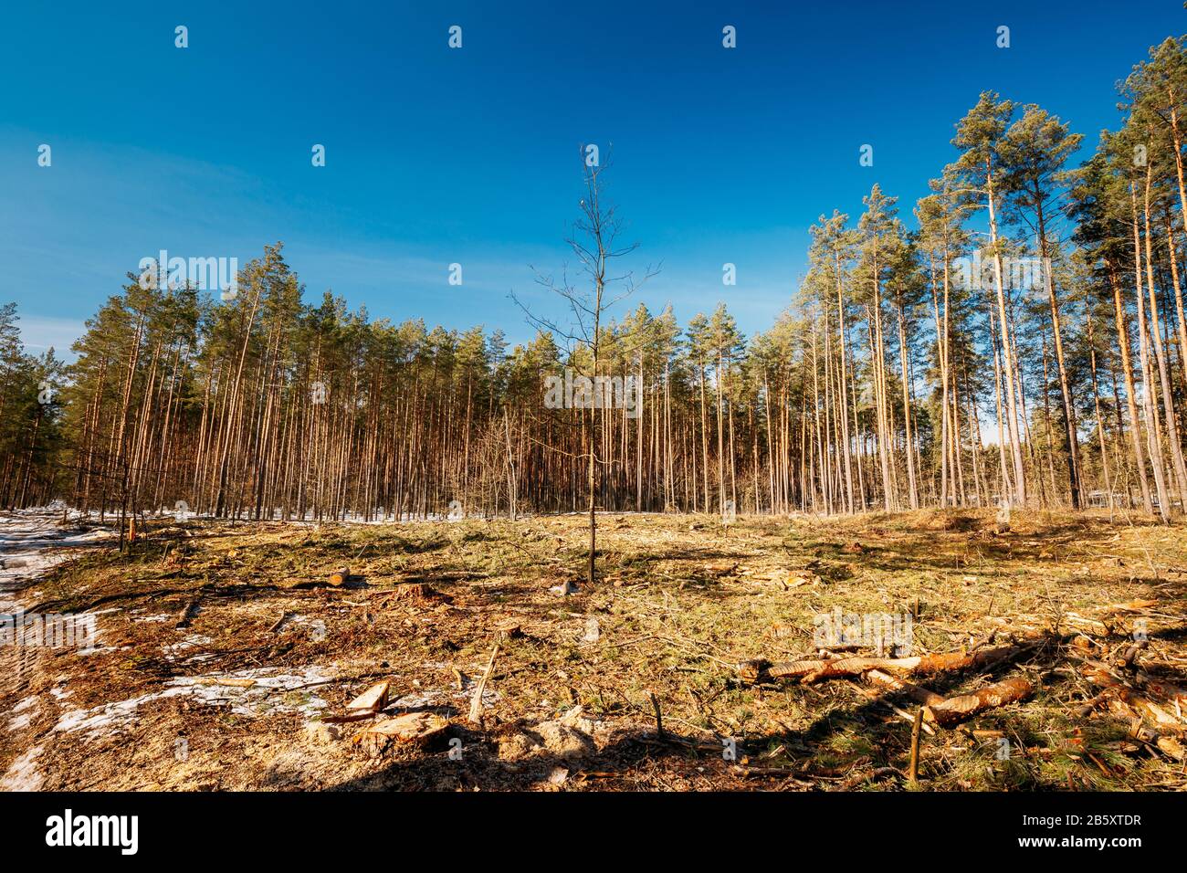 Deforestation Area. Pine Forest Landscape In Sunny Spring Day. Green ...