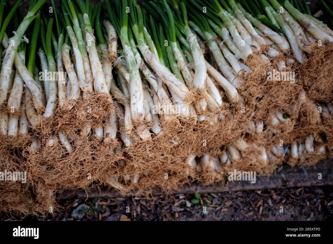 Gastronomical hi-res stock photography and images - Alamy