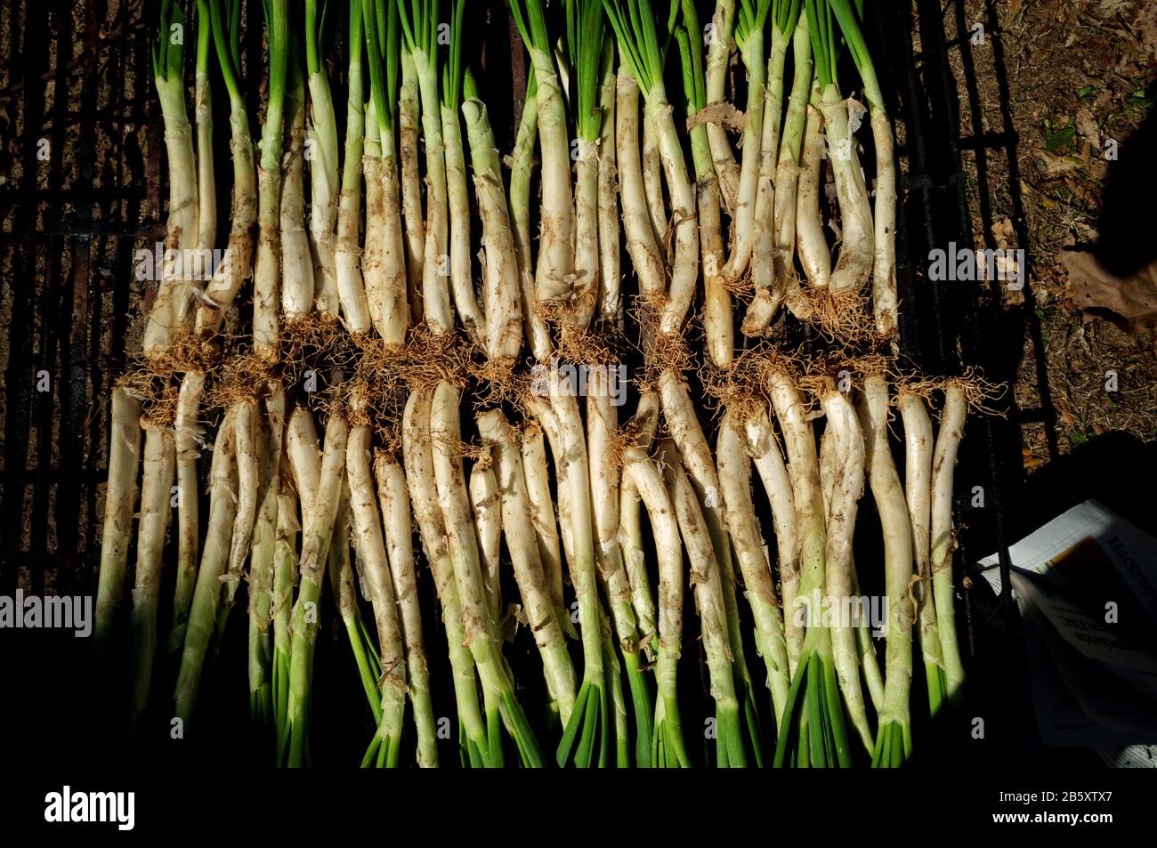 Calçotada, traditional Catalan gastronomical celebration where friends ...