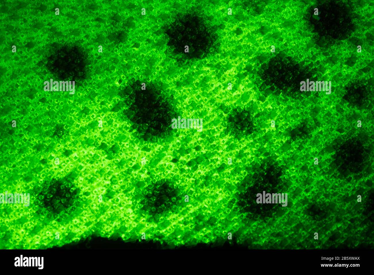 Shark skin fluorescence hi-res stock photography and images - Alamy