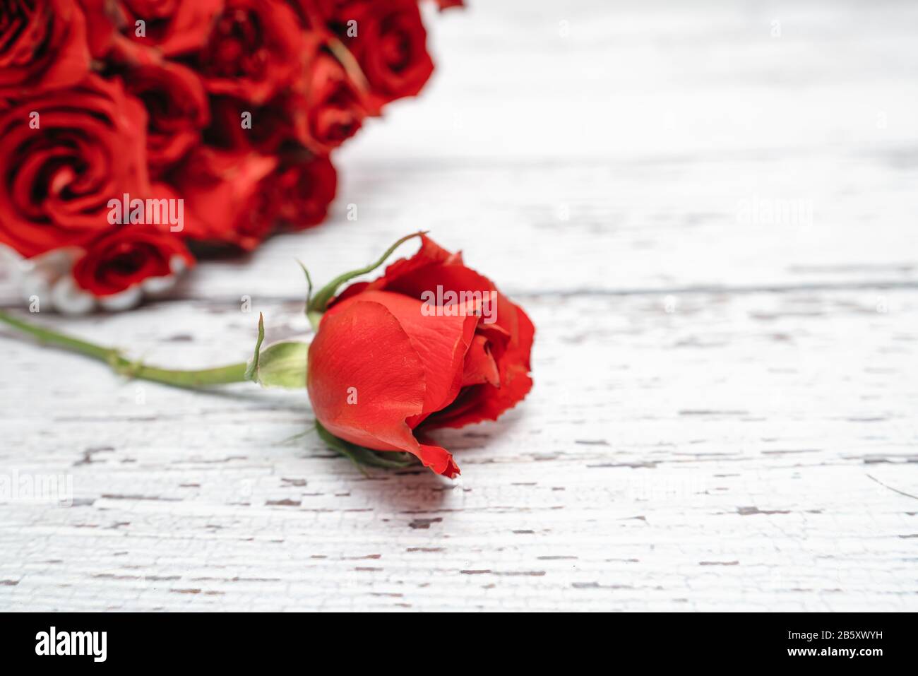 Scarlet red rose hi-res stock photography and images - Alamy