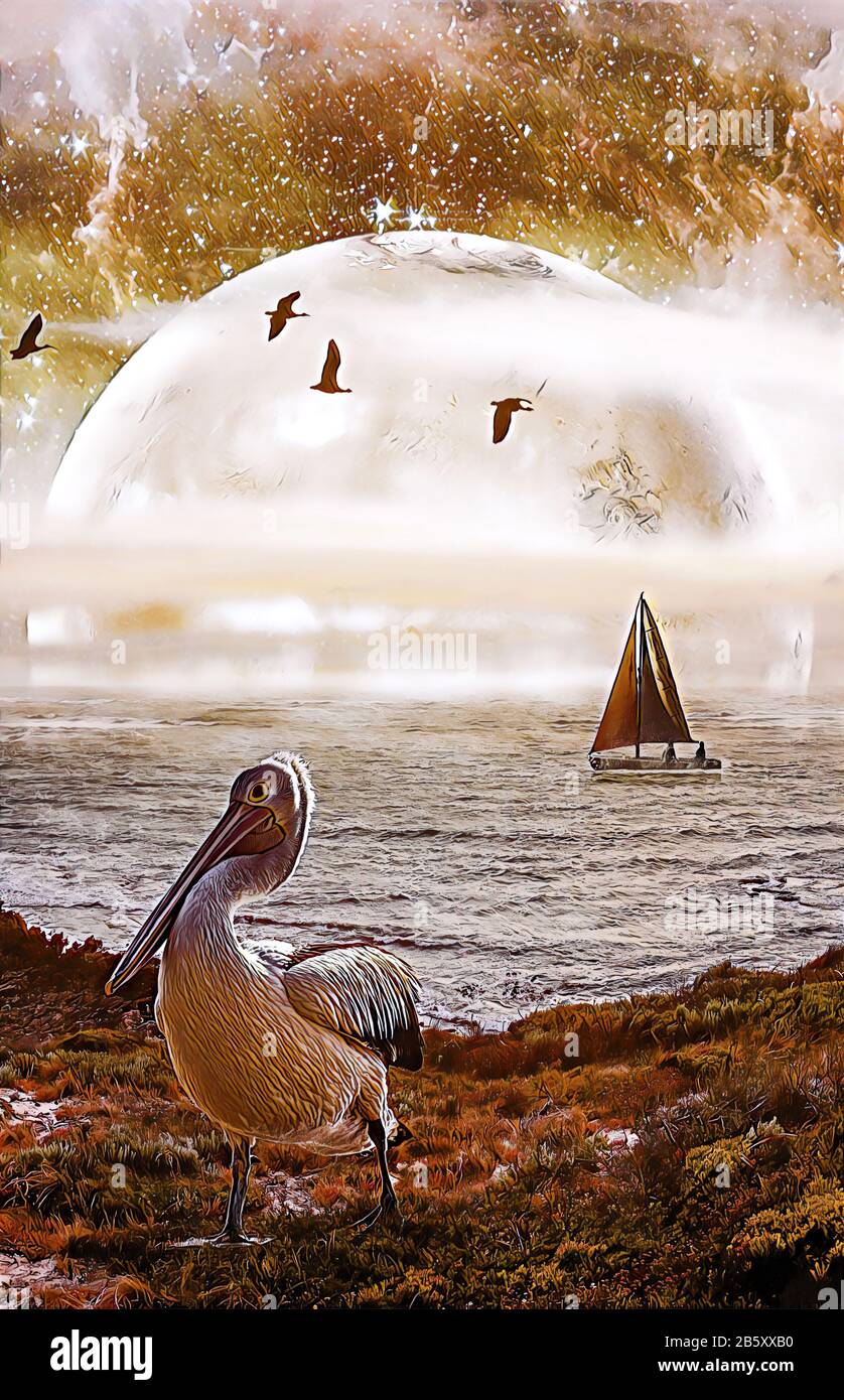 Fiction book cover design template. Sailboat in the ocean with pelican ...