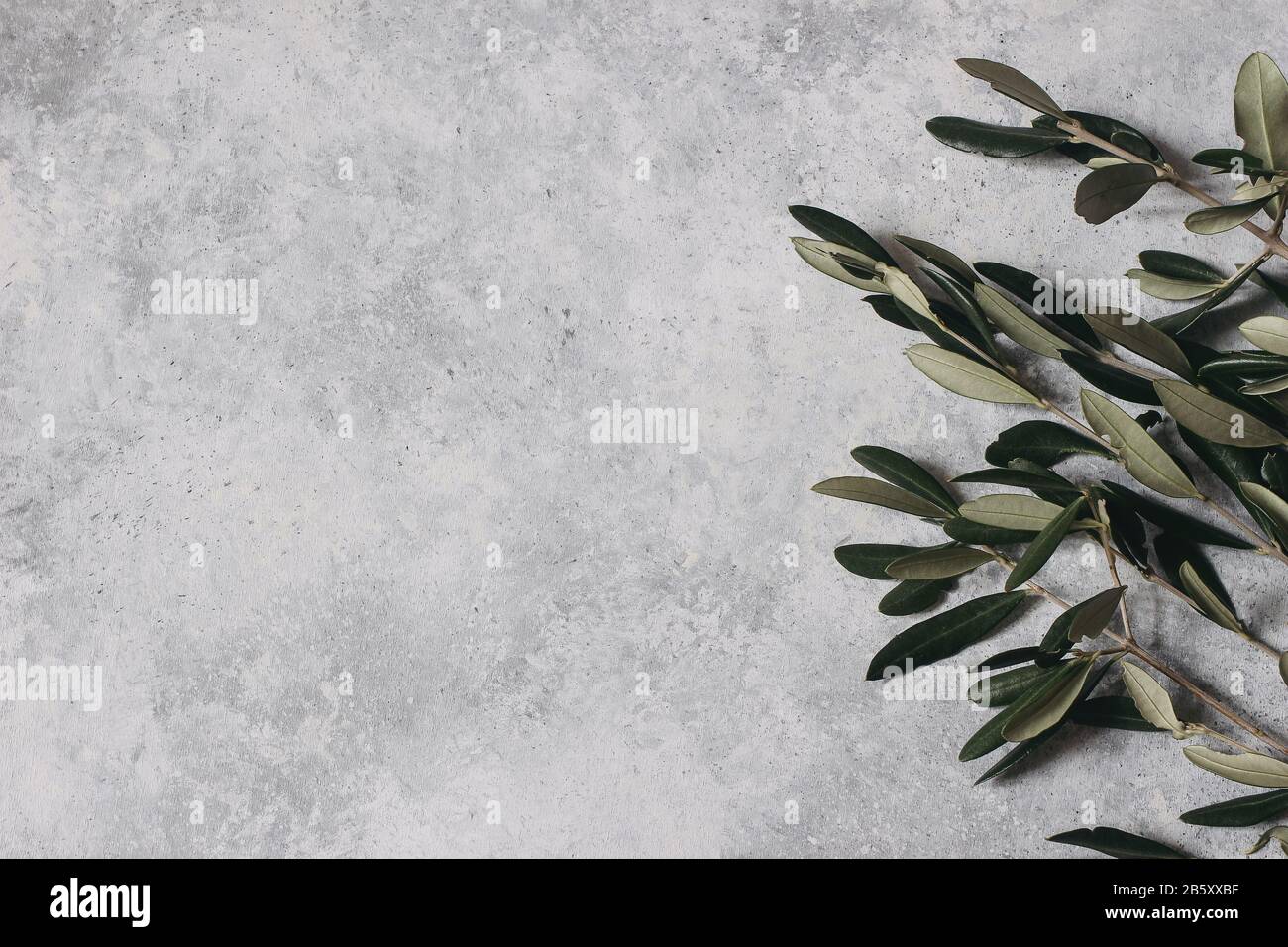 Floral composition of green olive tree leaves and branches isolated on ...