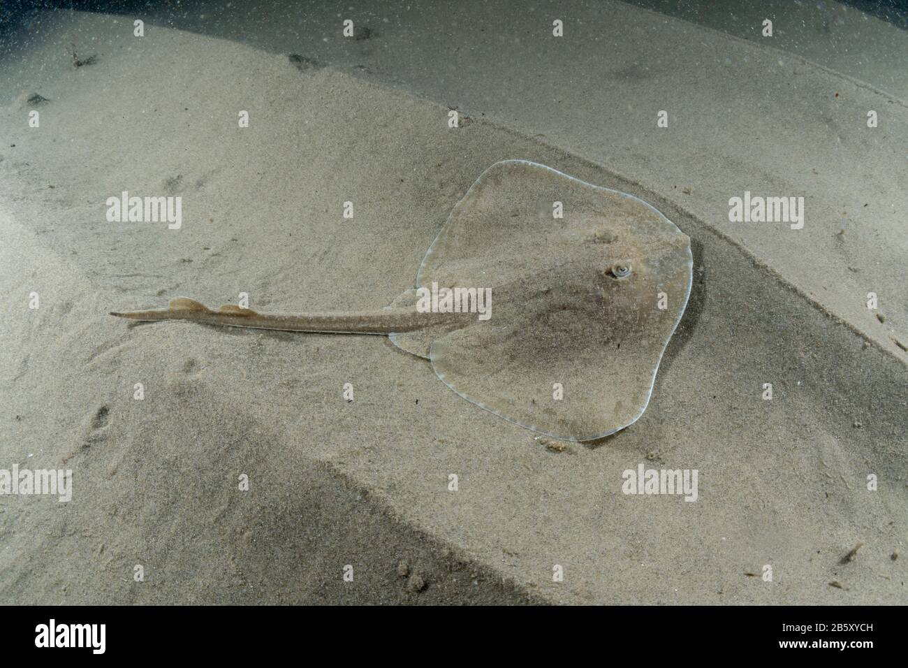 Small eyed ray Stock Photo - Alamy