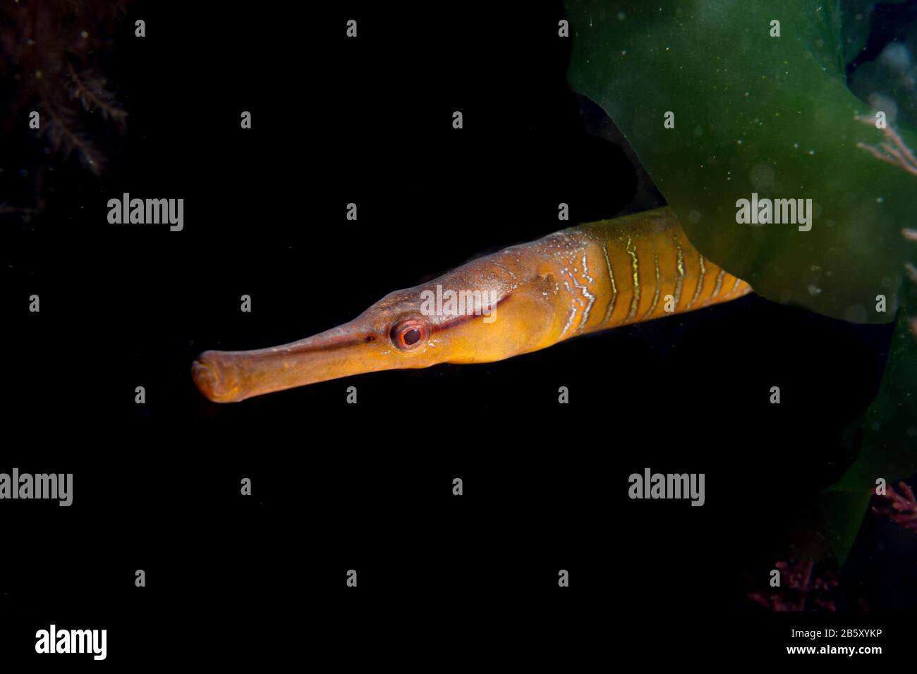 Snake pipefish Entelurus aequoreus Stock Photo - Alamy