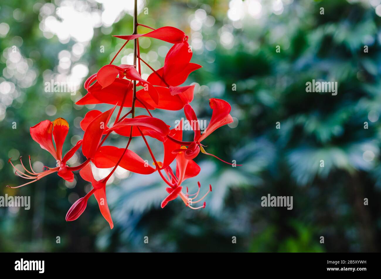 Amherstia nobilis wall hi-res stock photography and images - Alamy