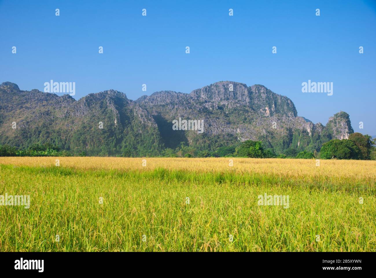 Rice field in Vang Vieng, Laos Stock Photo - Alamy