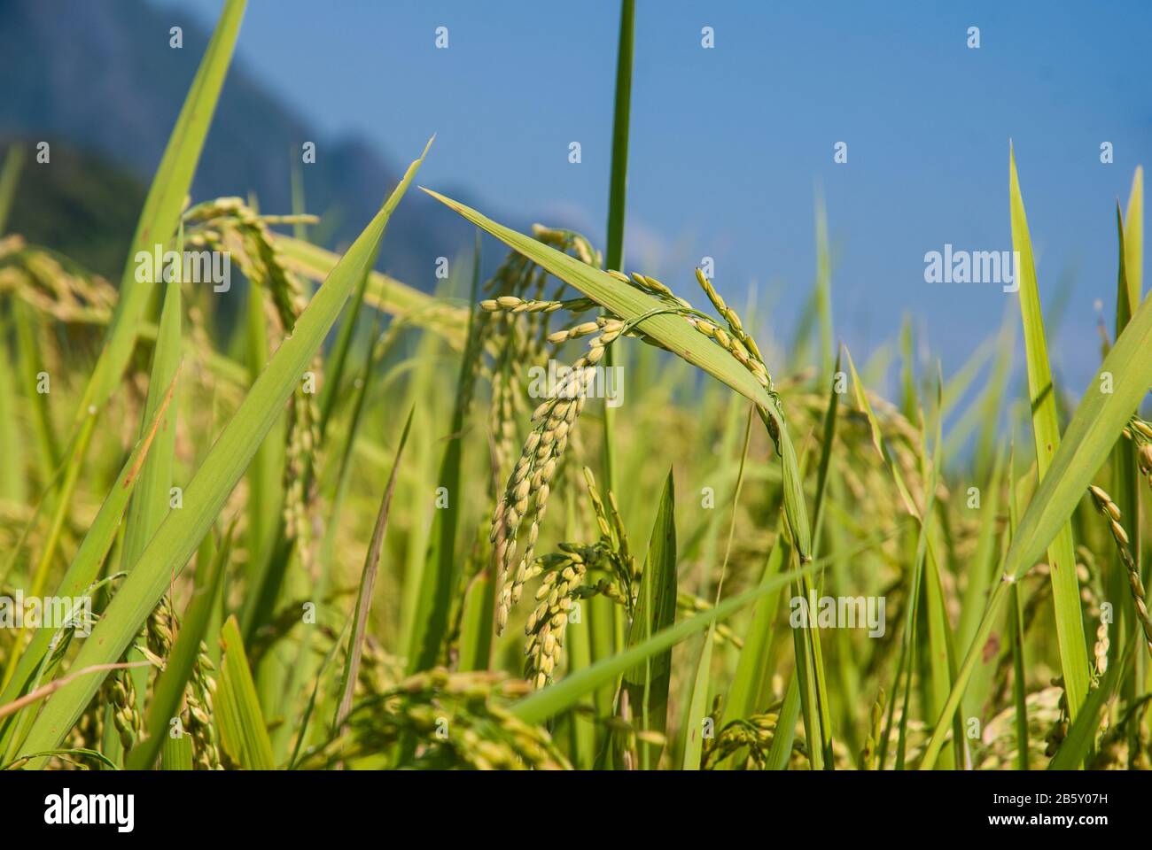 Rice field in Vang Vieng, Laos Stock Photo - Alamy