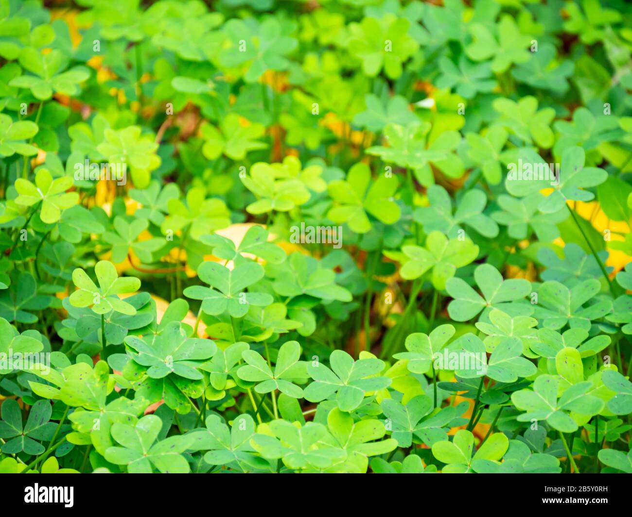 Large green clover field in forest. Nature background Stock Photo - Alamy