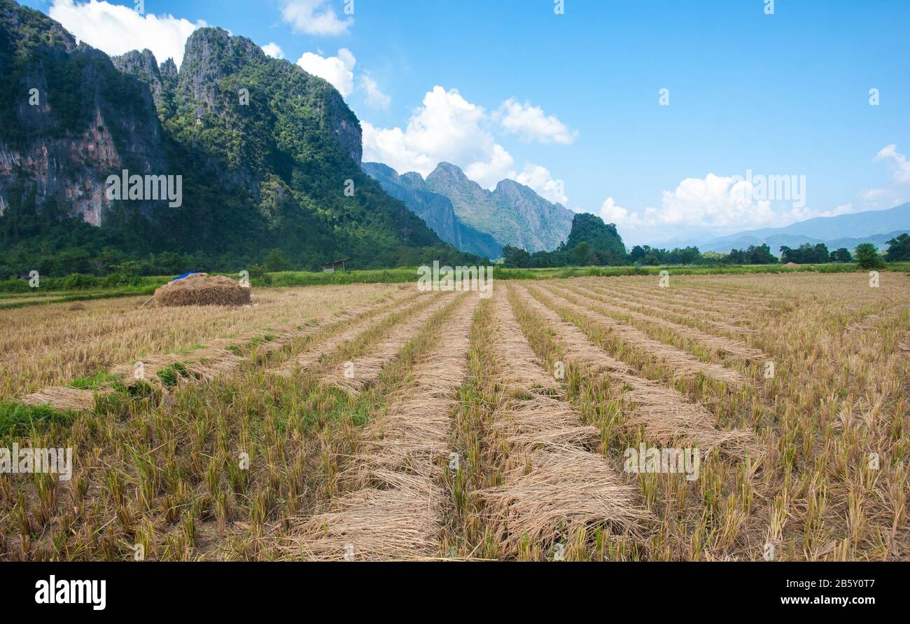 Rice field in Vang Vieng, Laos Stock Photo - Alamy