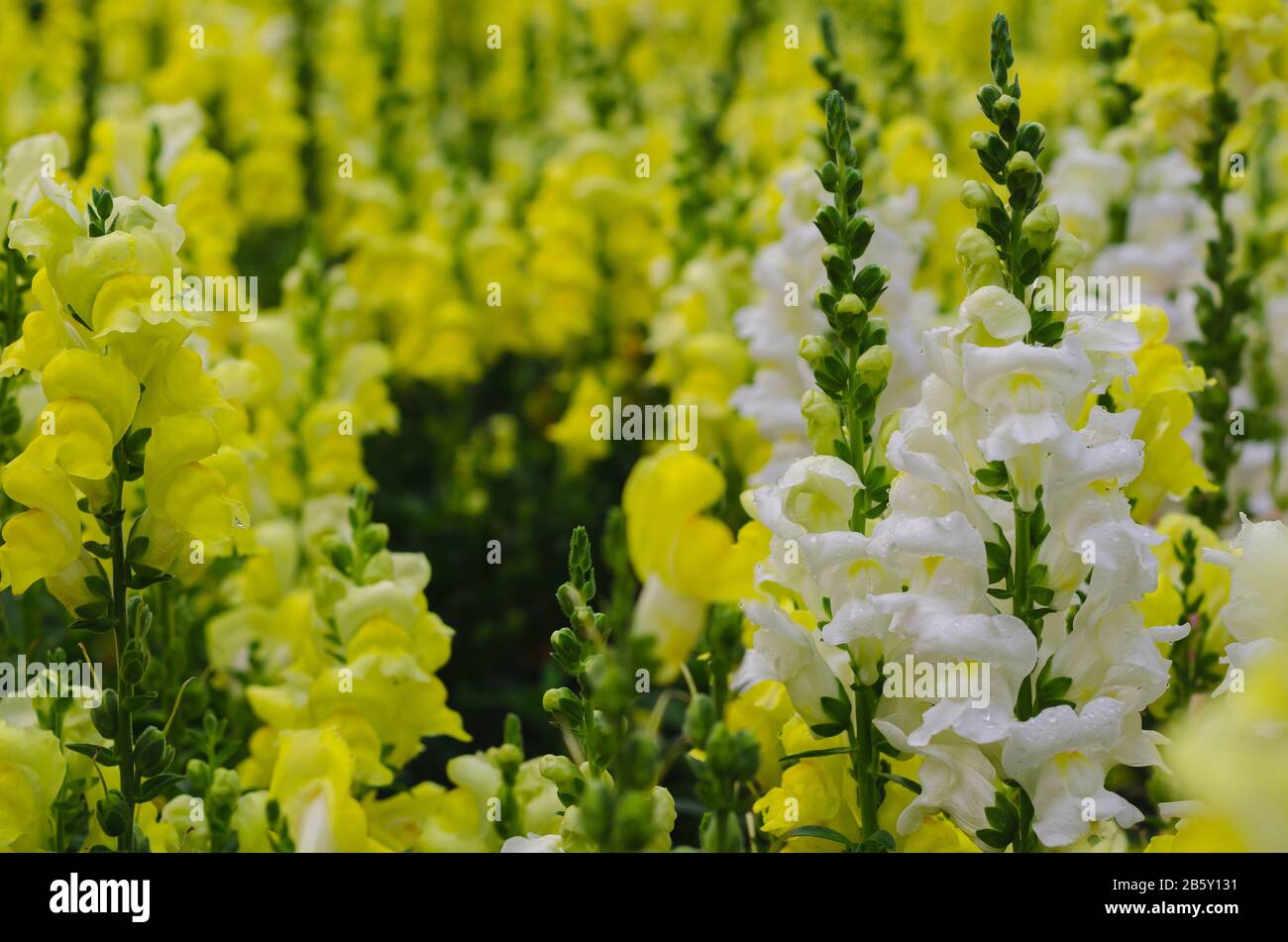 Field of snapdragon flower hi-res stock photography and images - Alamy