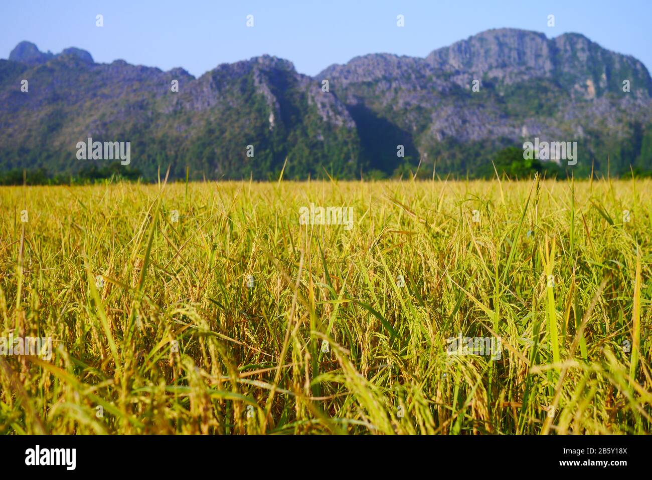 Rice field in Vang Vieng, Laos Stock Photo - Alamy