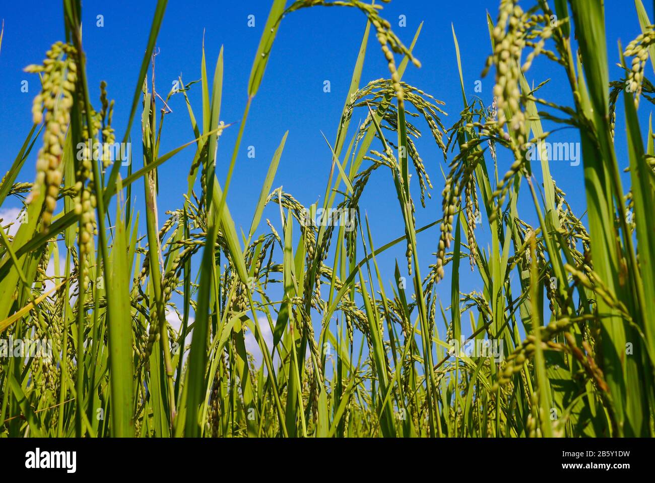 Rice field in Vang Vieng, Laos Stock Photo - Alamy