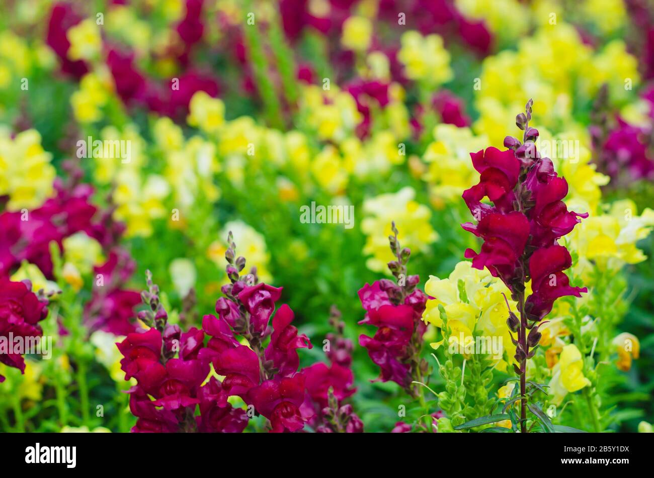 Colorful snapdragon flowers in garden for spring season concept Stock ...