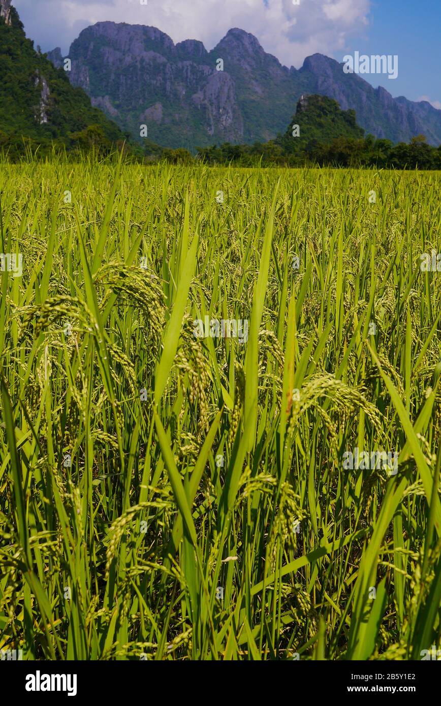 Rice field in Vang Vieng, Laos Stock Photo - Alamy