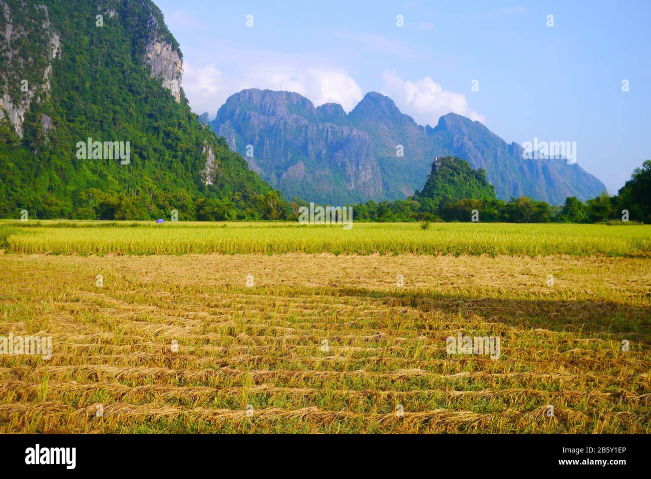 Rice harvest in vang vieng hi-res stock photography and images - Alamy